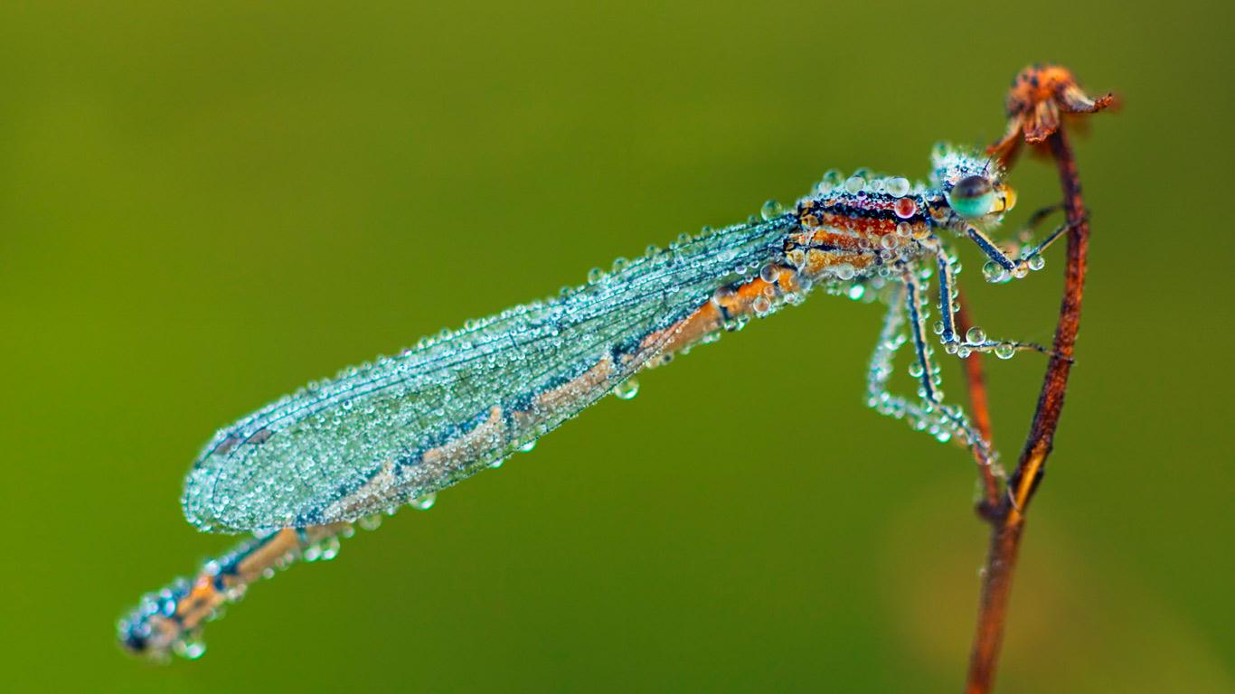 Damselfly ~ Insects World