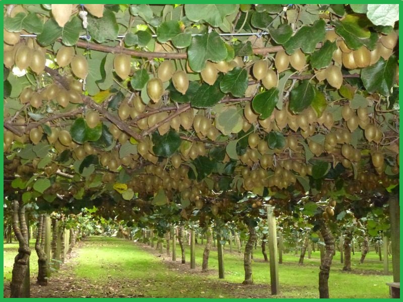 REVISIONES DE FARMACIA: EL KIWI O ACTINIDIA