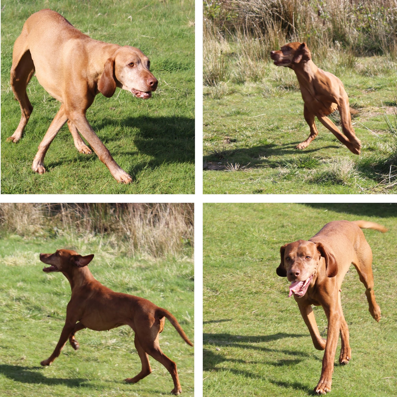 ddeydesigns: Kelpies, Fairies, Stone Circle and Fish