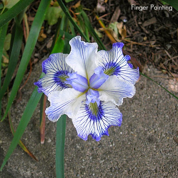 World of Irises: Garden Visit: Pacific Coast Iris at Leonine Iris ...