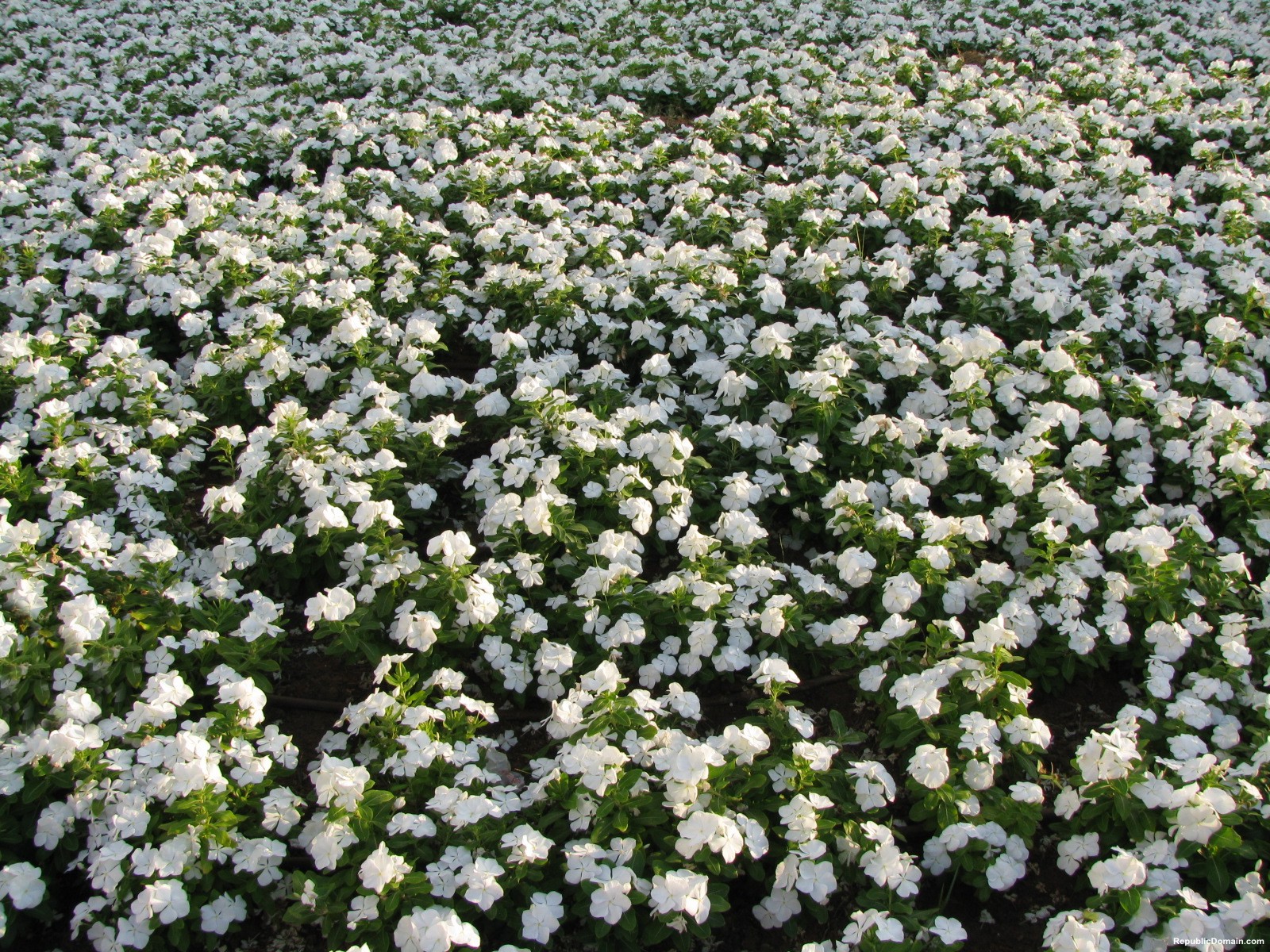 next to youu ! (:: White roses dear