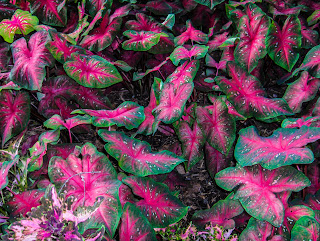Walking Arizona: These are real plants, not plastic