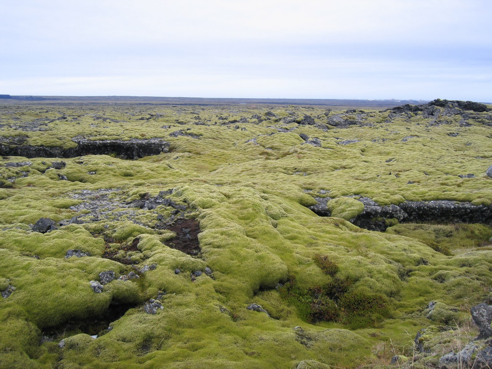Tree Peeps: Iceland's Geography