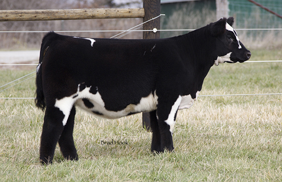 Lautner Farms: Females and Fellows of the Fall Online Sale - Bremer ...