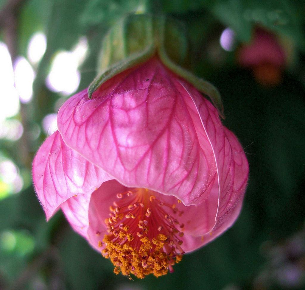 Premiere Landscape, Inc.: Abutilon x hybridum