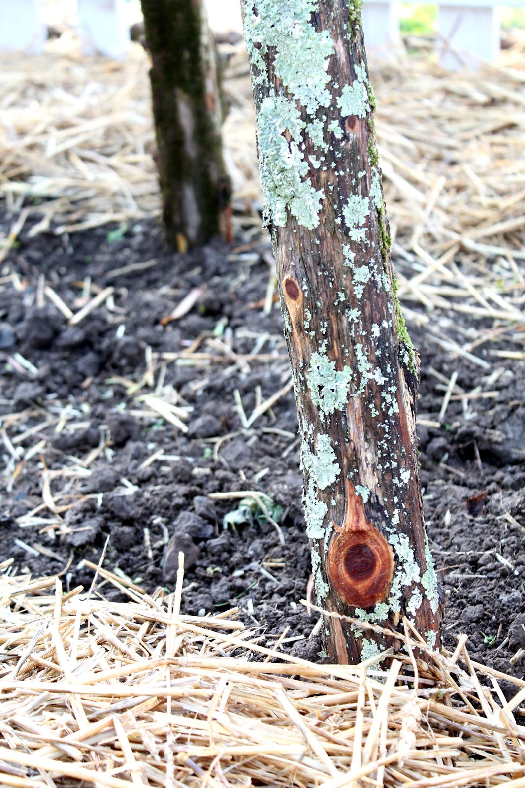 Keeping It Cozy: Cedar Poles in the Garden