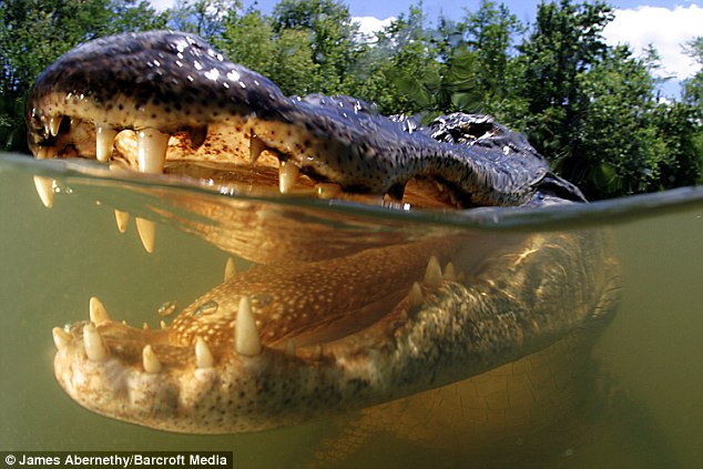 ForAnimalLover: Swimming with alligators: Snap-happy close-ups captured ...