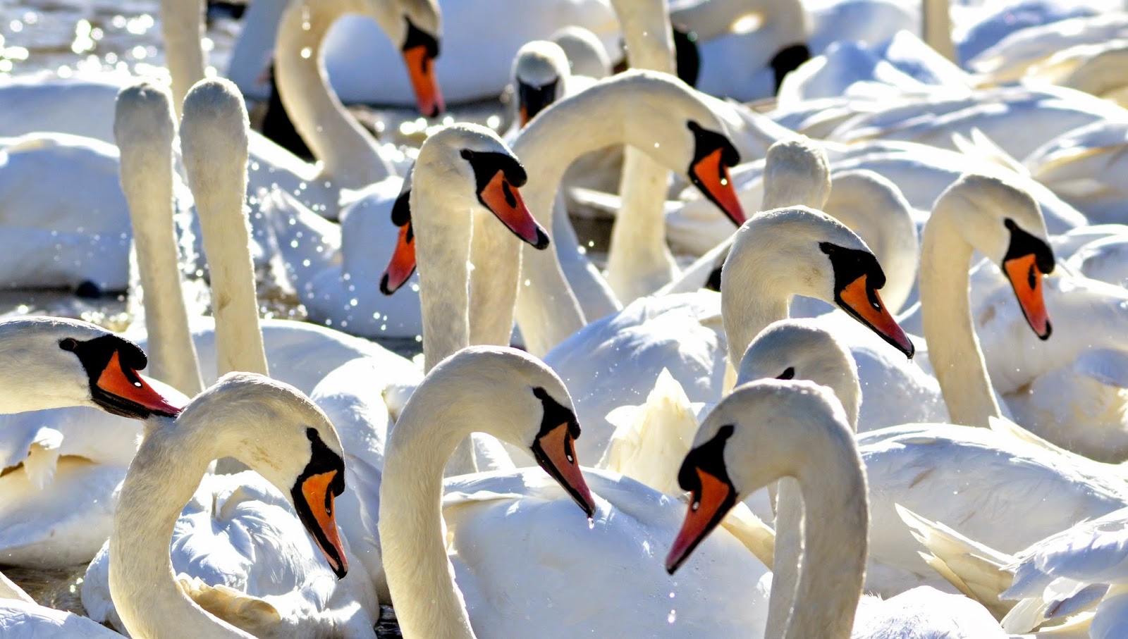 paper lantern: Beautiful repetition in nature