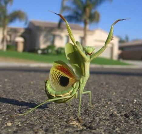 chippep: MORE ANIMAL PHOTOS, part 1