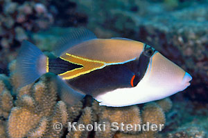 HIMB Community Education Program: The Humuhumu nukunuku ā pua‘a