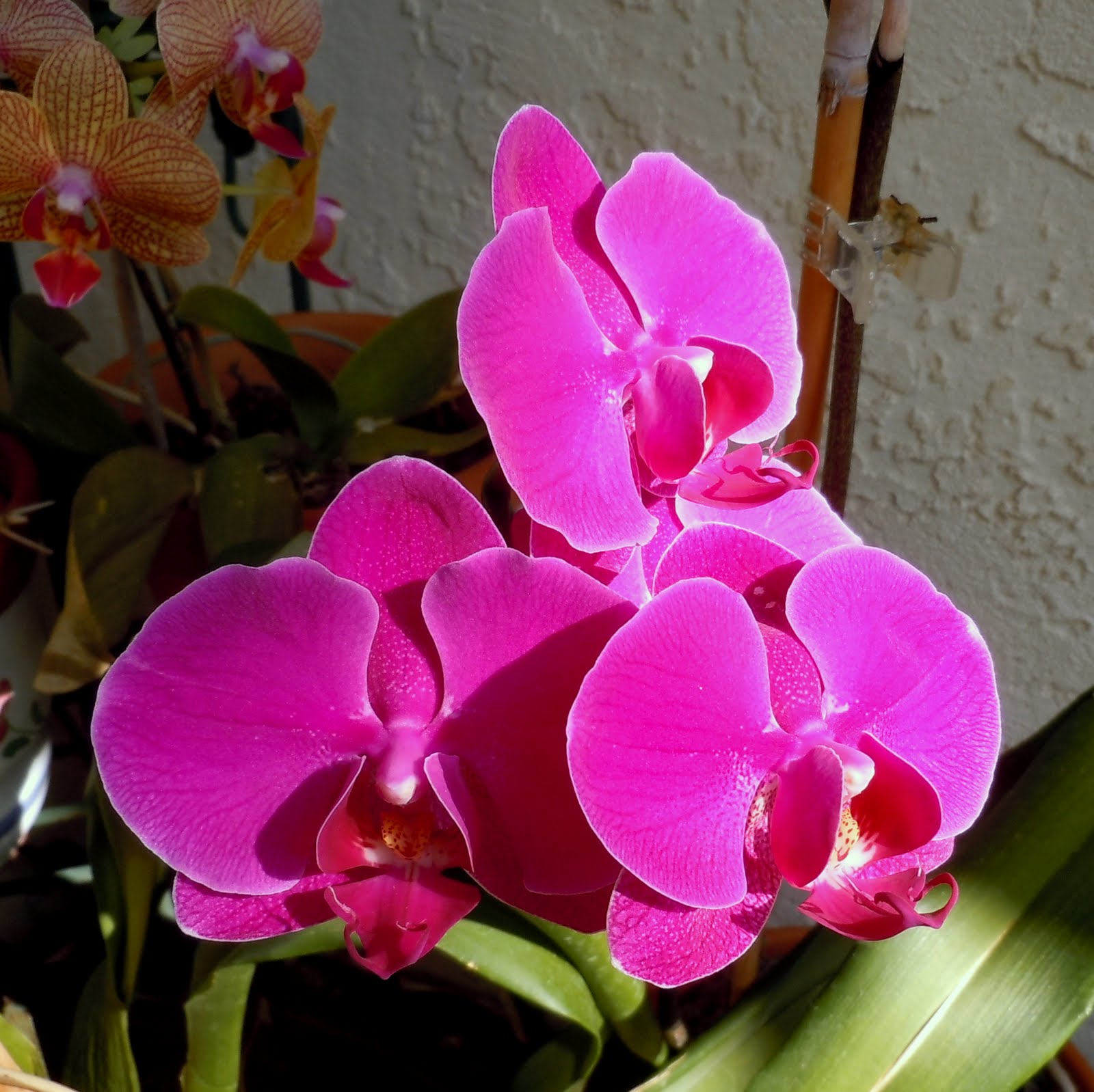 Aerides Designs - Handcrafted Gemstone Jewelry: Orchids Blooming