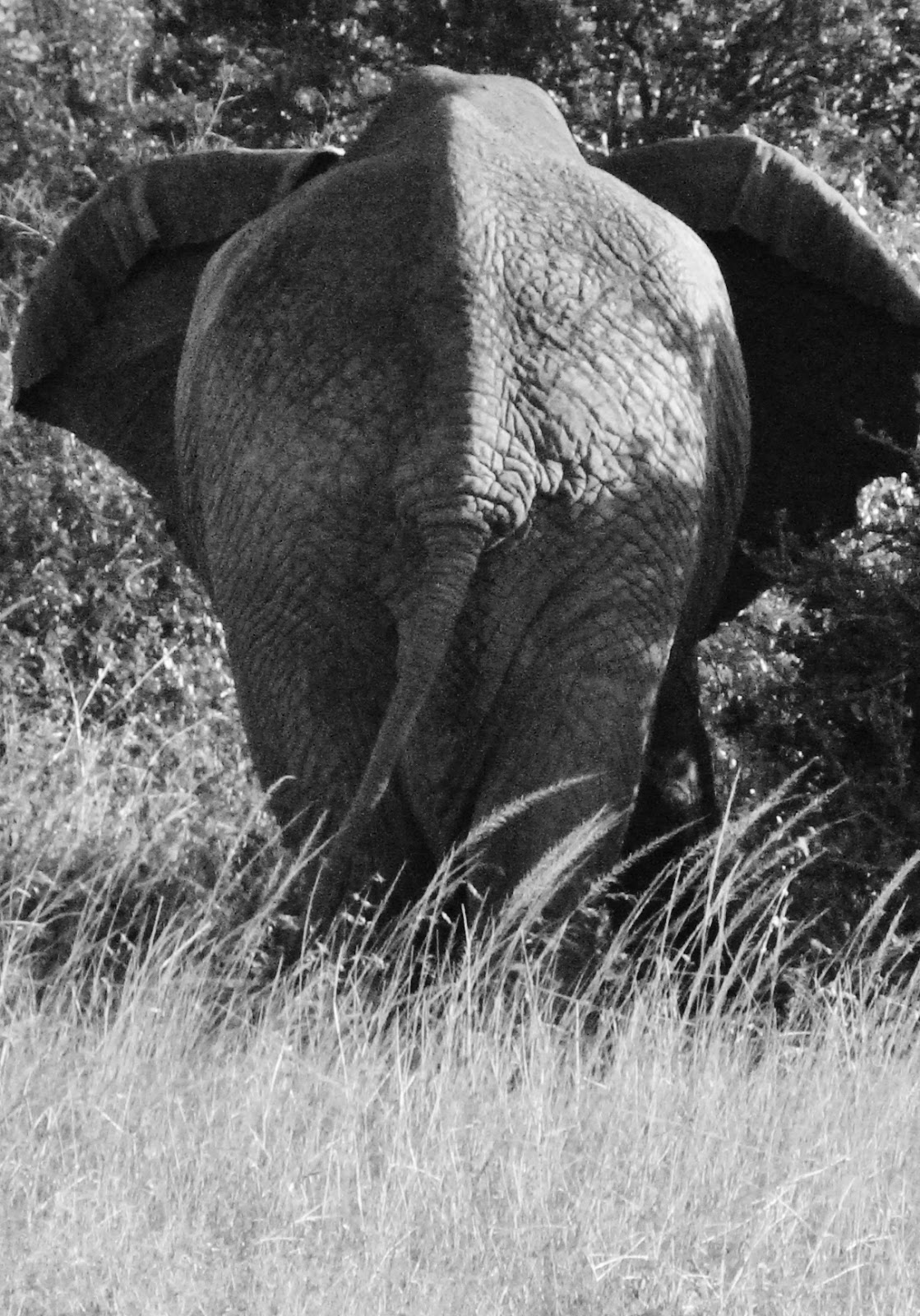 Notes From Kenya: MSU Hyena Research: Mara’s Cutest Tuckus