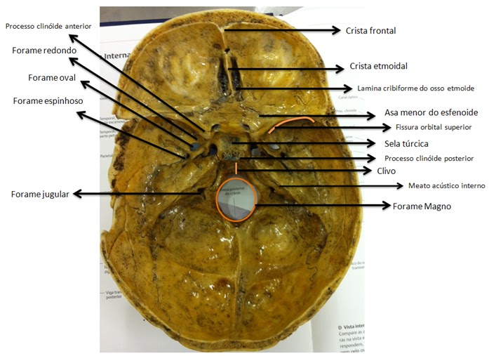 ARTIGOS EM MEDICINA: BASE DO CRANIO