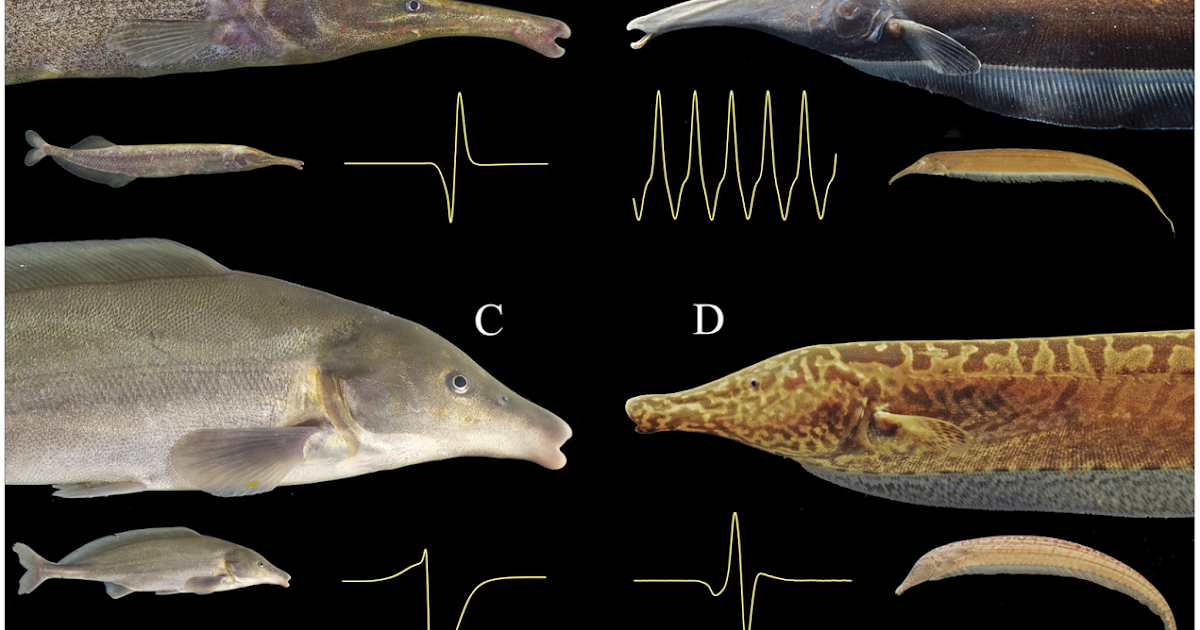 African Electric Fish