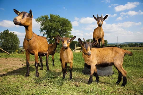 Farms Africa : How and When to Shear Your Goats