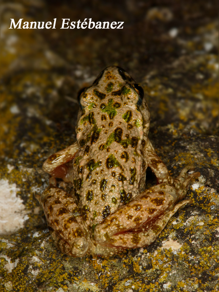 Miradas Cantábricas: Sapillo moteado común (Pelodytes punctatus)