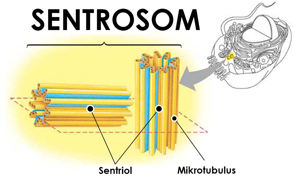 Fungsi dan Struktur Mitokondria, Mikrotubulus, Mikrofilamen, & Sentrosom