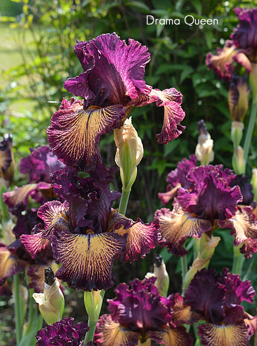 World of Irises: Photo Essay: A Visit to Schreiner's Iris Gardens
