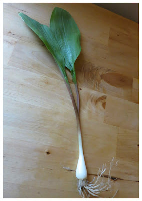 The Foraged Foodie: Foraging: Identifying and Sustainably Harvesting Ramps