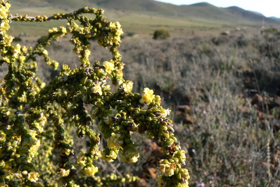 Wildflowers of Andalucia: Thymelaea hirsuta