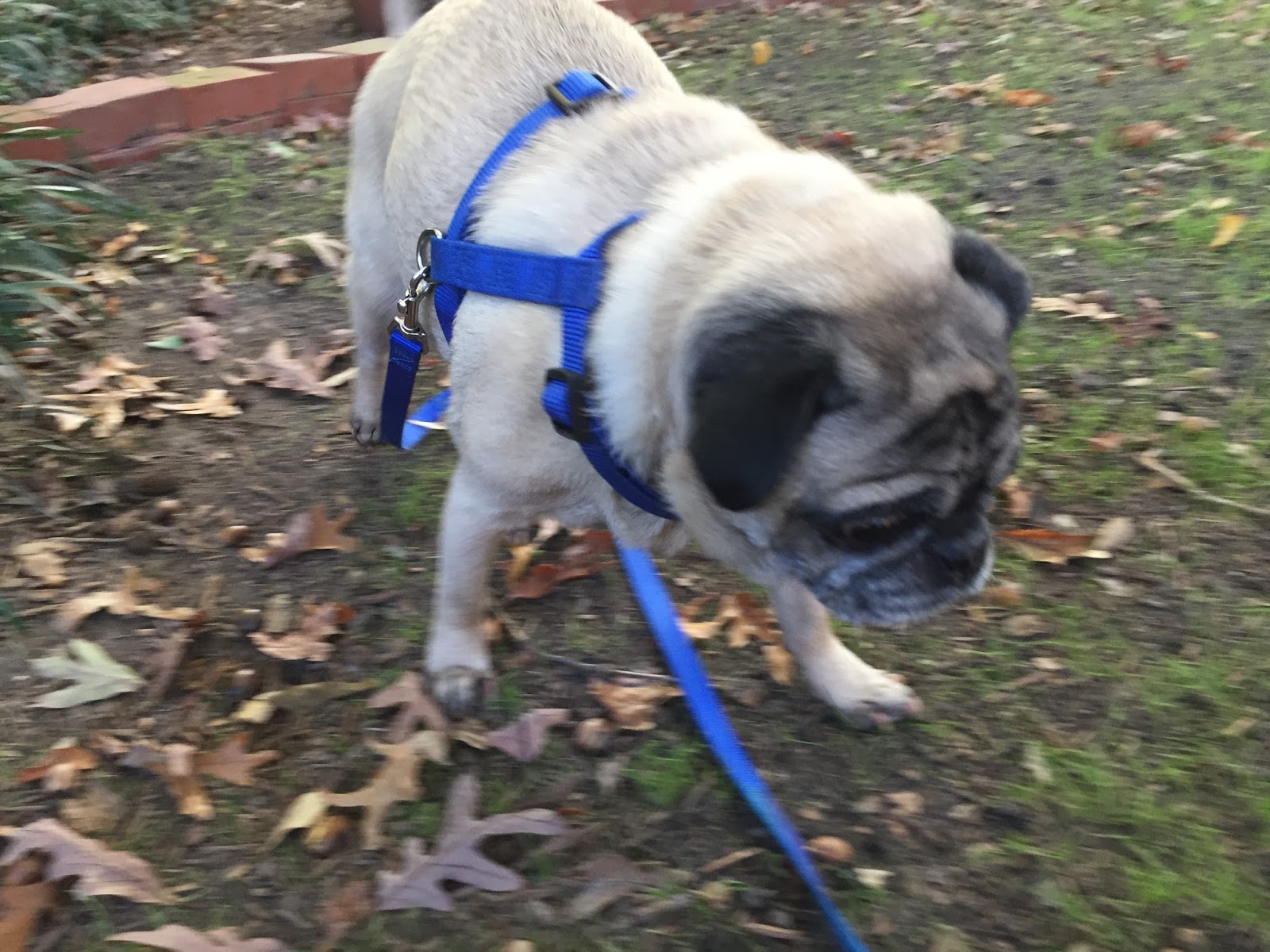 Must Love Pekes: PING THE PUG