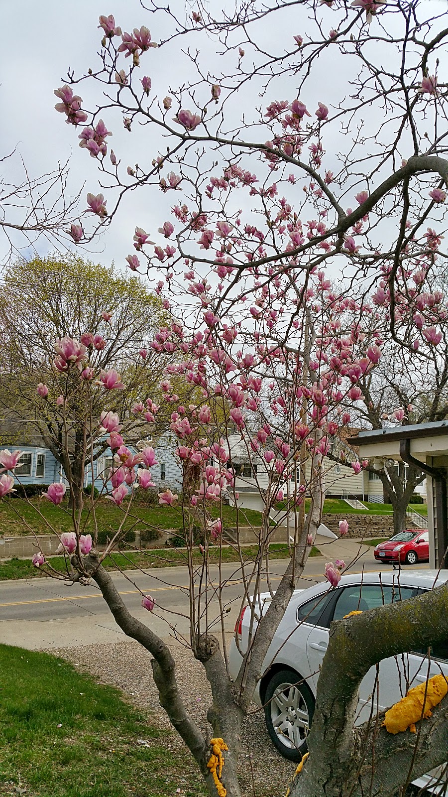 History and Culture by Bicycle: Magnolia Trees of Iowa: 36th Street in ...