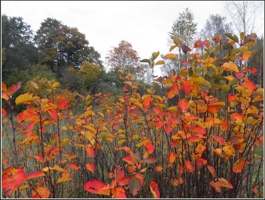 Laikapstakli un foto: Zelta rudens 2014