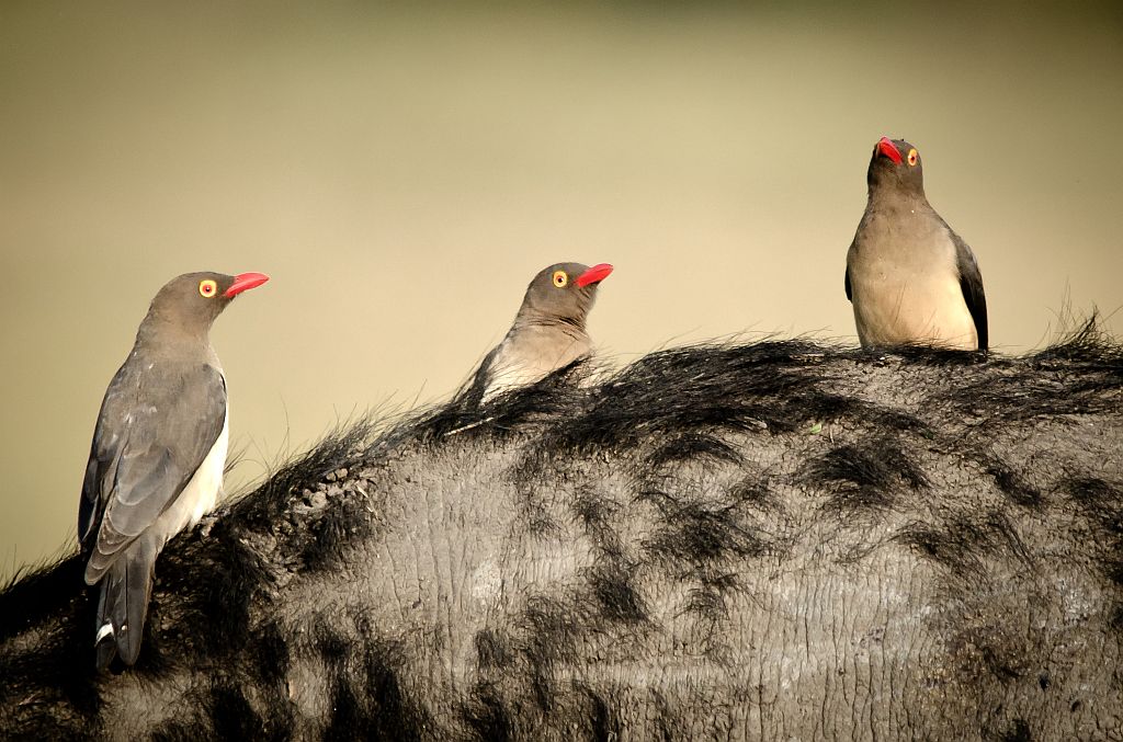 Elsen Karstad's 'Pic-A-Day Kenya': Tick-Bird, Red-Billed Oxpecker ...