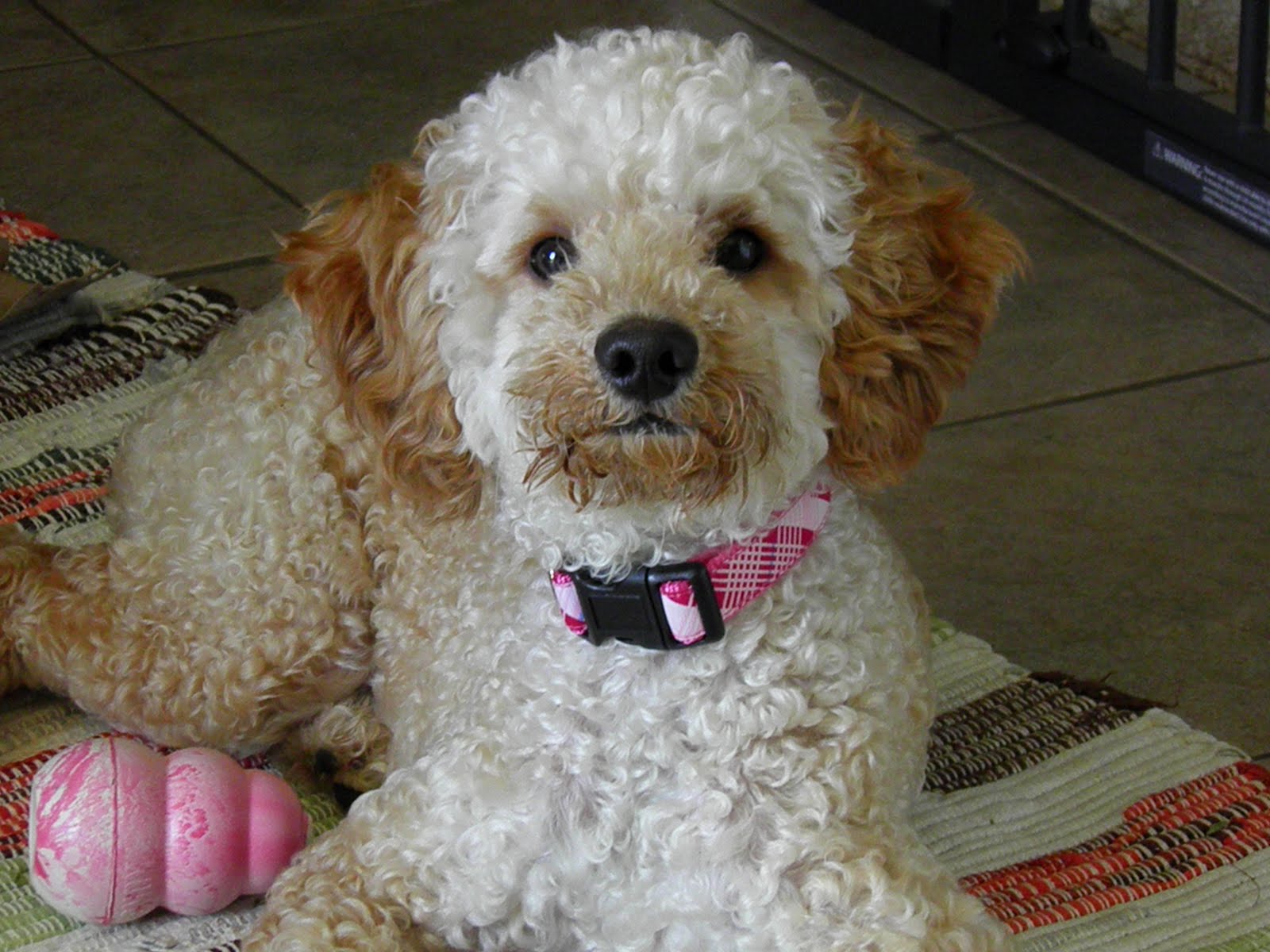 Just A Pup: Meet Poppy