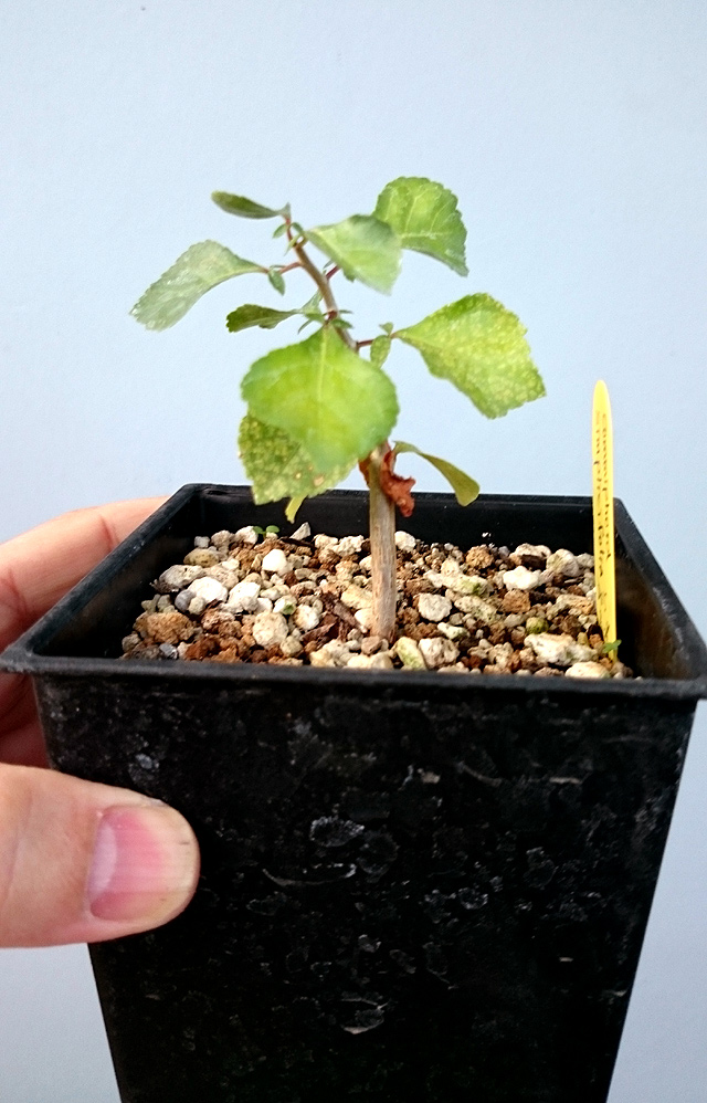 波詩薇莉亞: 沒藥屬植物 Commiphora simplicifolia