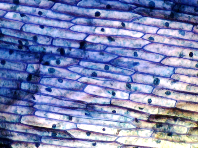 CIENCIAS JPL: CATAFILO DE CEBOLLA