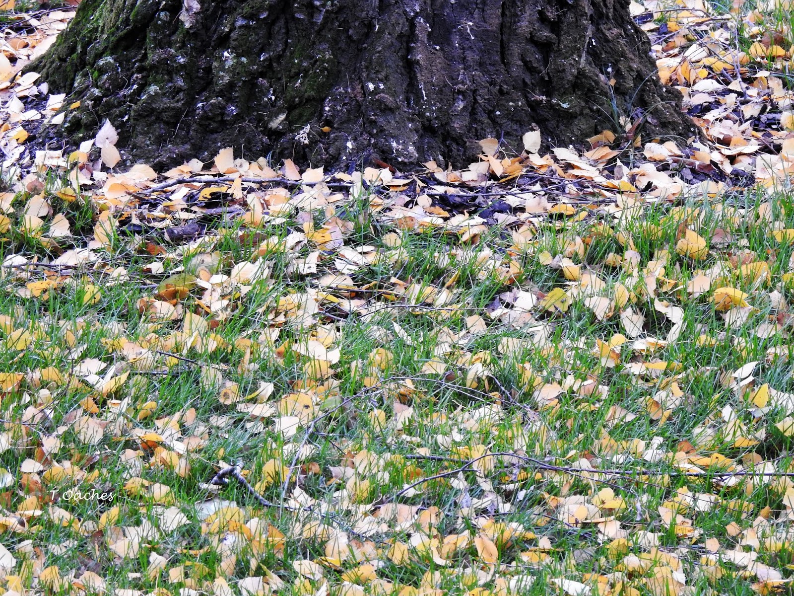 PASARI DIN ROMANIA: SITAR DE PADURE, Scolopax rusticola
