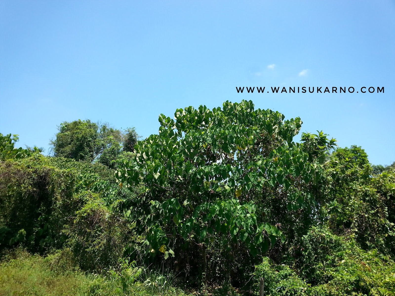 Musim Panas Yang Berpanjangan Dan Selamat Berpuasa 1440 Hijrah