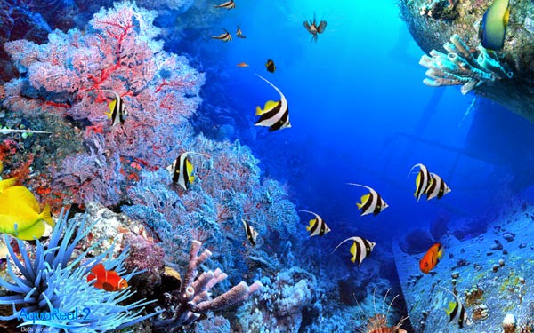 EL MUNDO MARINO: MARAVILLAS DEL MUNDO MARINO