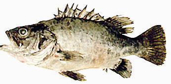 Area de Pesca: Chernia: Algunas características de esta especie