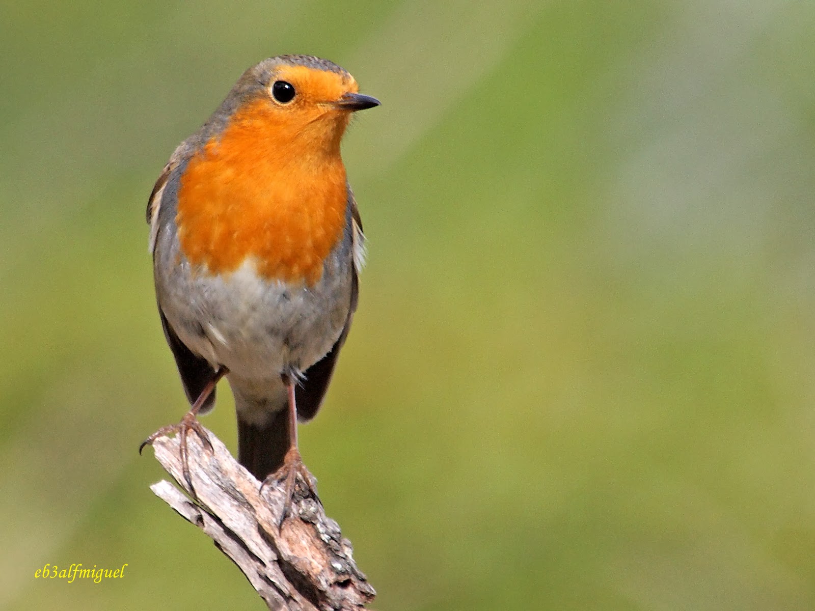 MIS AMIGAS LAS AVES: Petirrojo europeo (Erithacus rubecula)
