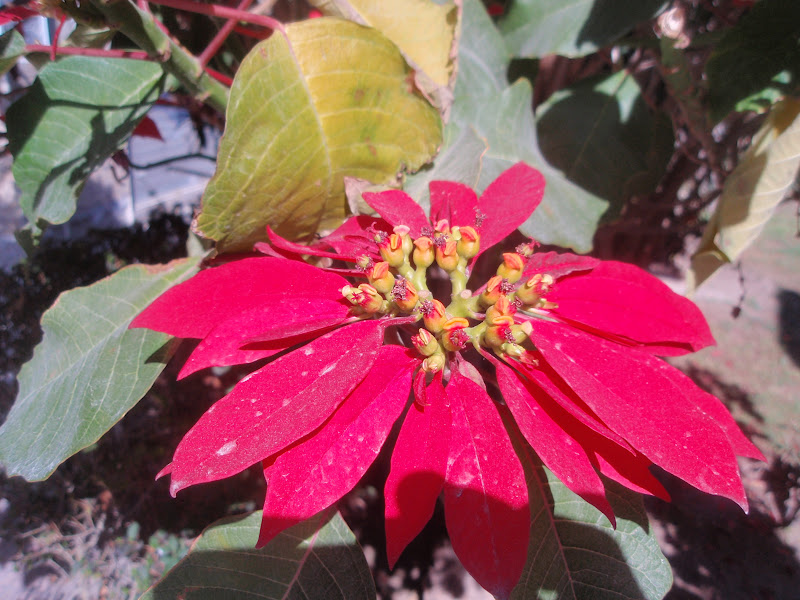 HERBARIO VIRTUAL DE BANYERES DE MARIOLA Y ALICANTE: Euphorbia ...