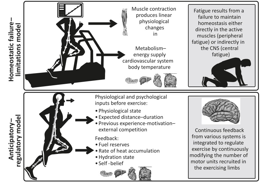 Age Grouper: Hill vs Noakes