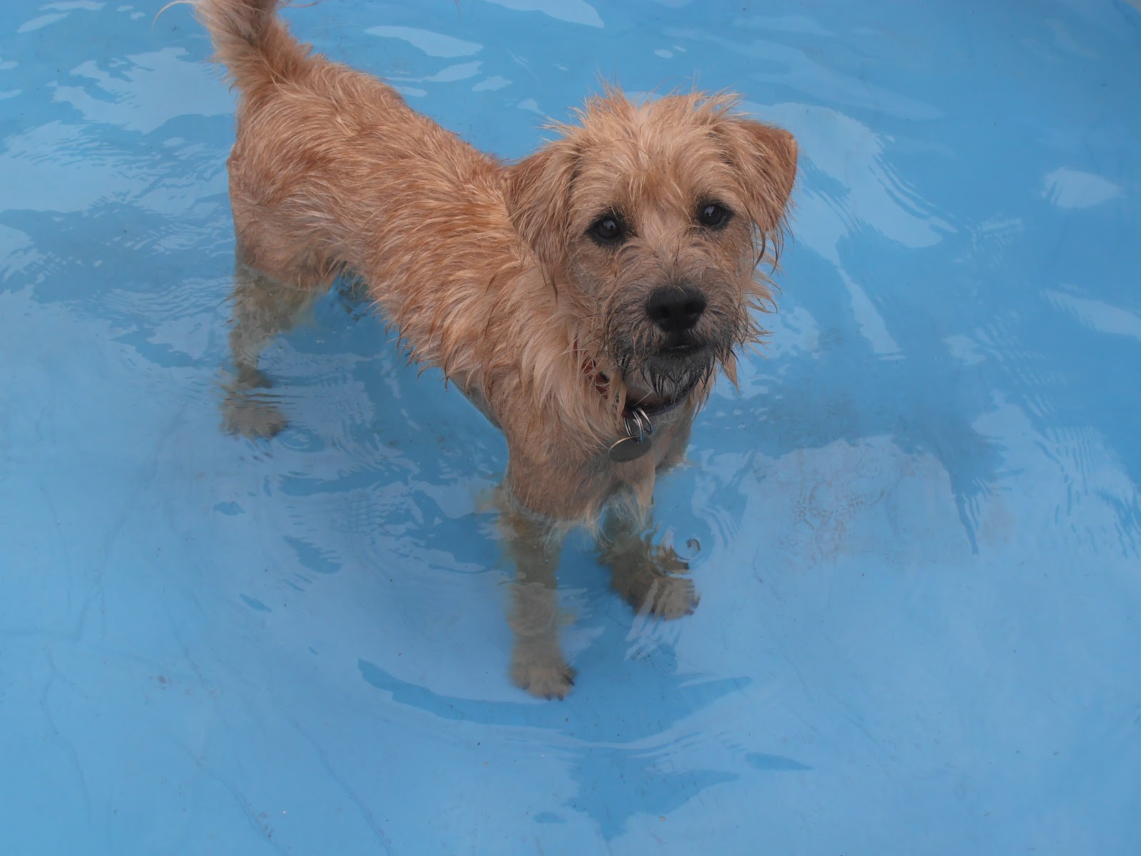 Hollandse Smous honden: Zomer en erg warm