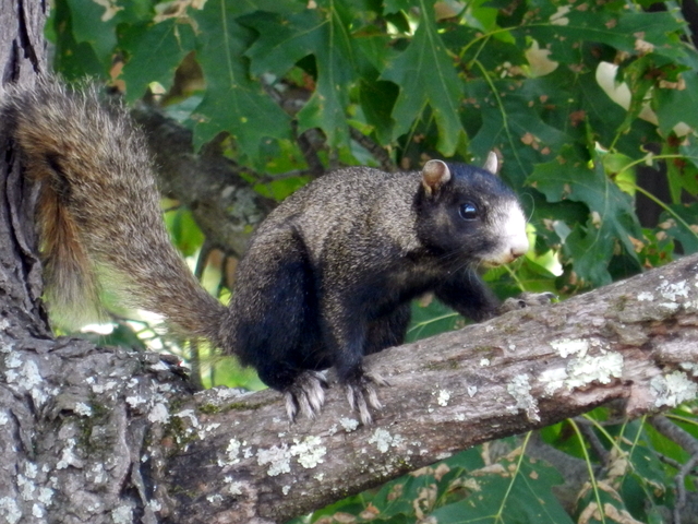 Blue Country Magic: Masked Face Fox Squirrel