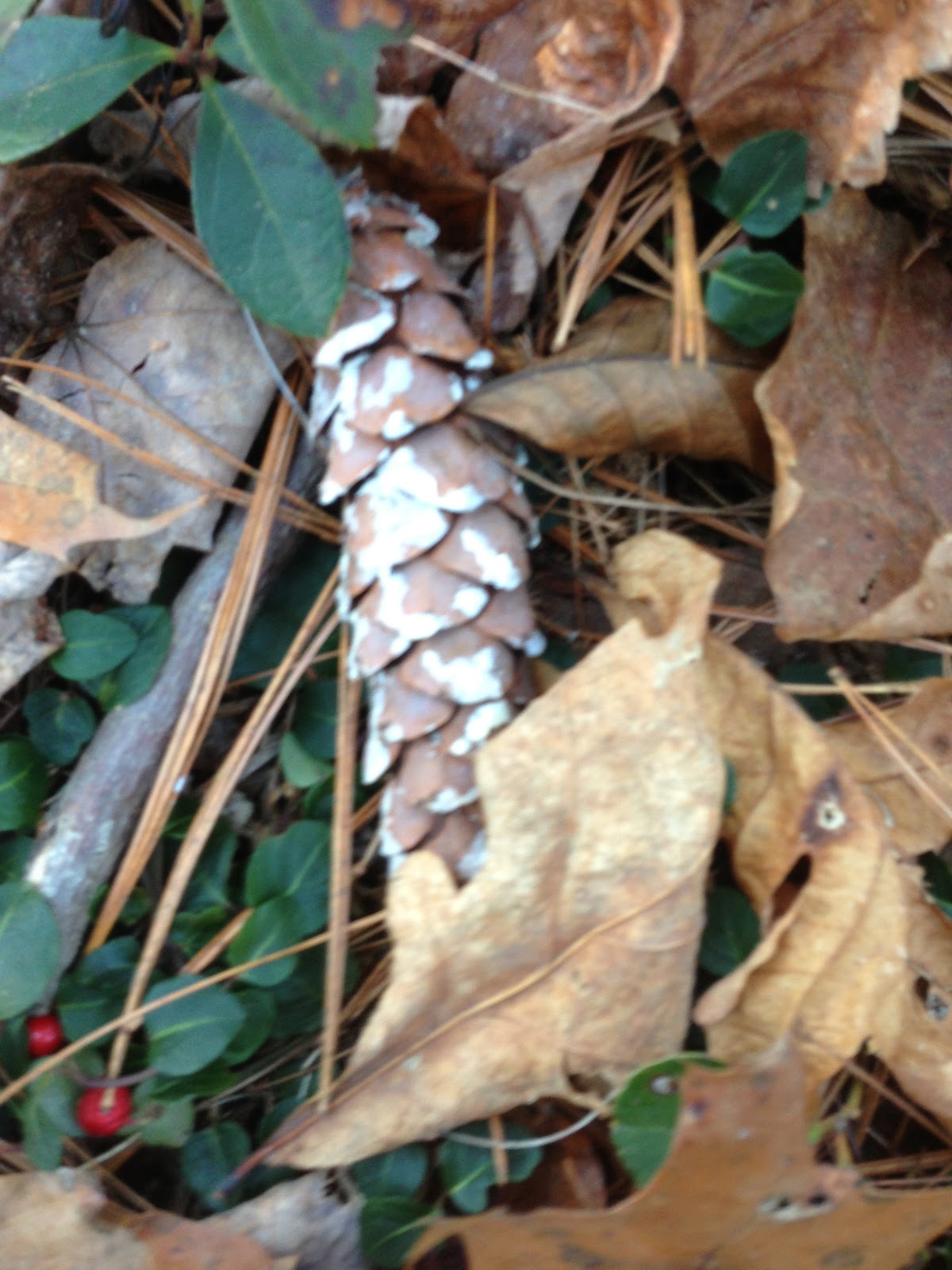 Annie's Gardening Corner: Inside a Pine Cone