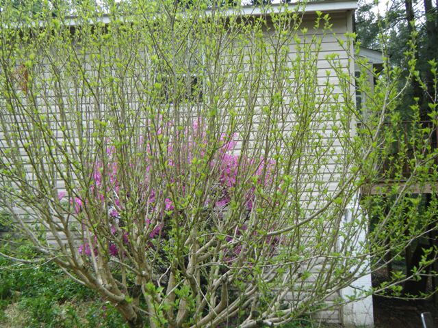Magnolia Holler: Rose of Sharon