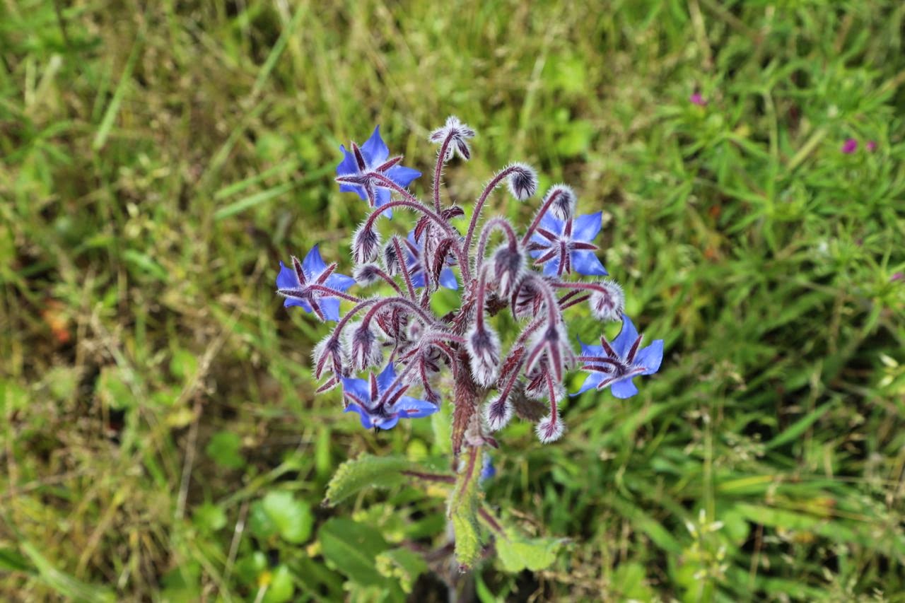 vivere a pierino: la borragine