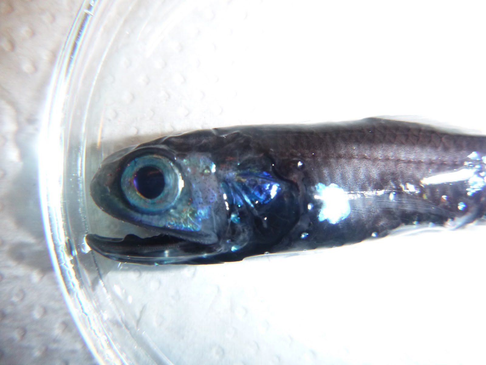 Ictioplancton en Chile: Peces de profundidad del Pacífico suroriental ...