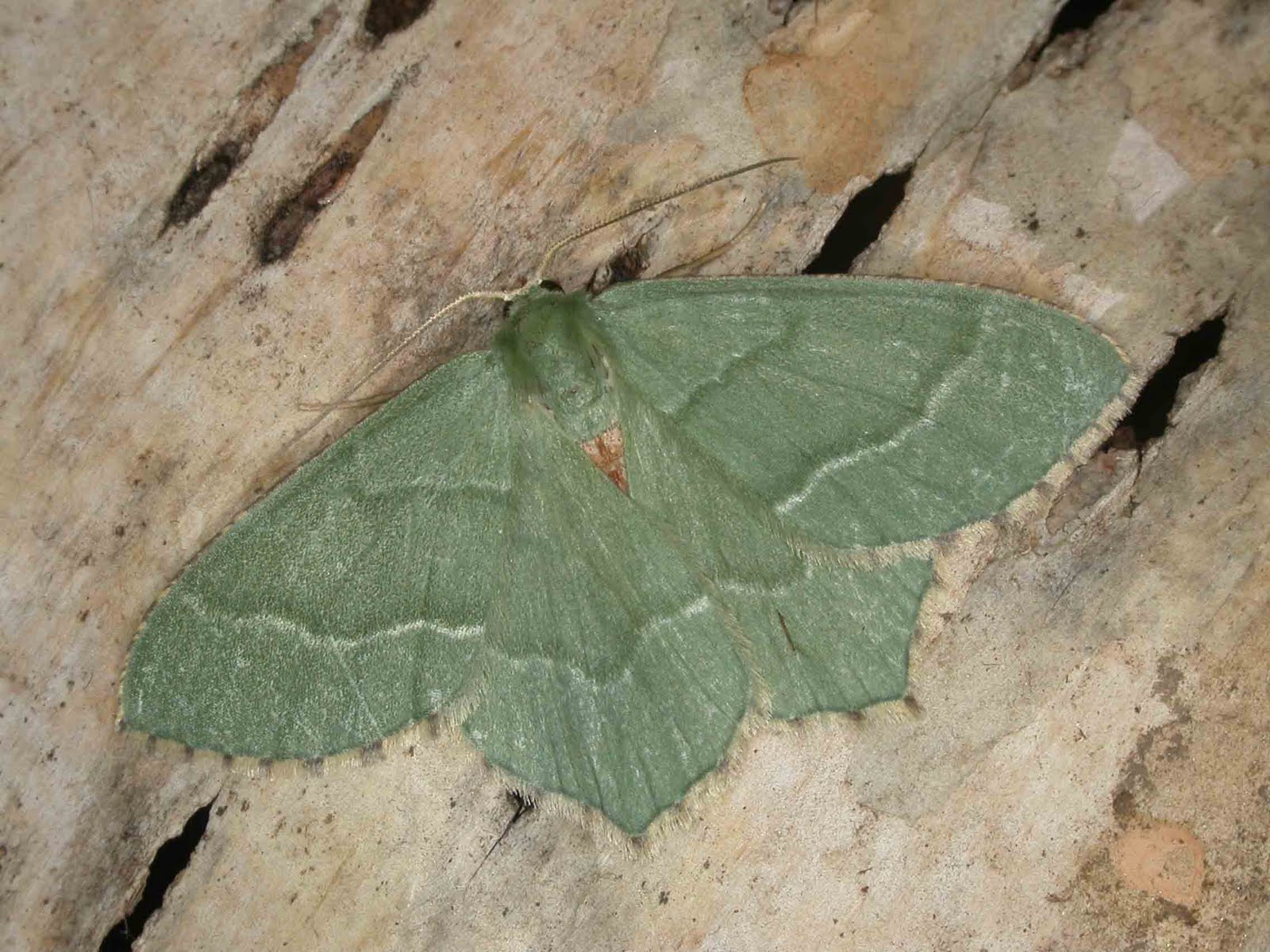 Common Emerald