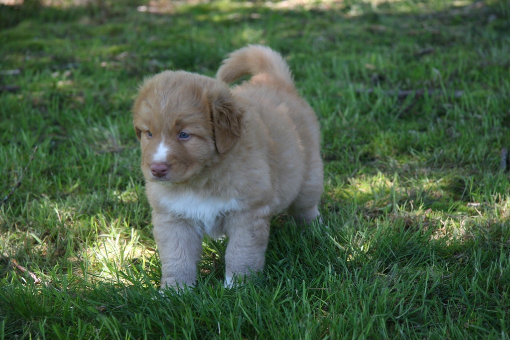 Nova Scotia Duck Toller Puppies: June 2011
