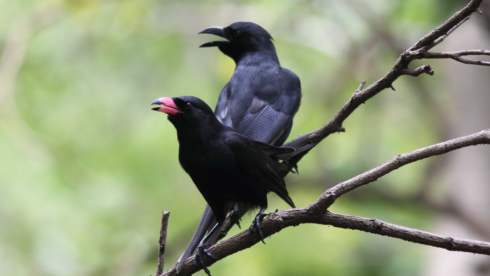 Simon Boyes: The Gambia