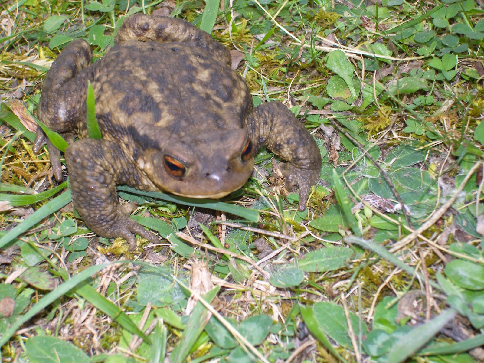 BLOG DE LA CIERVA ANTONIA: Sapo Común