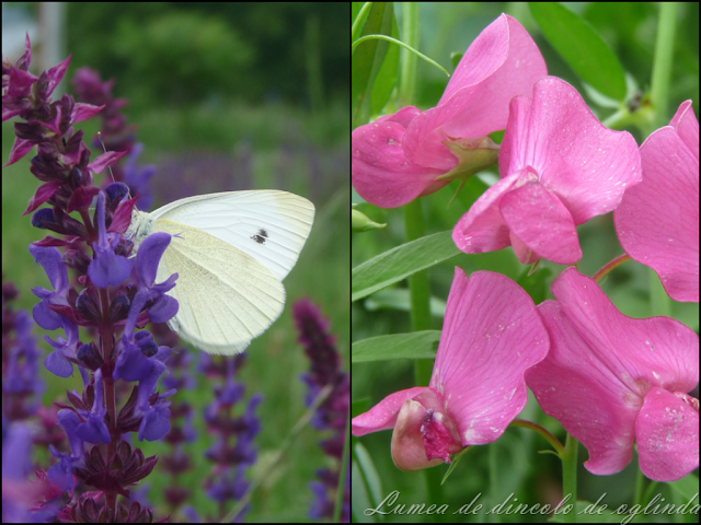 Lumea de dincolo de oglinda: Maci si flori de camp....