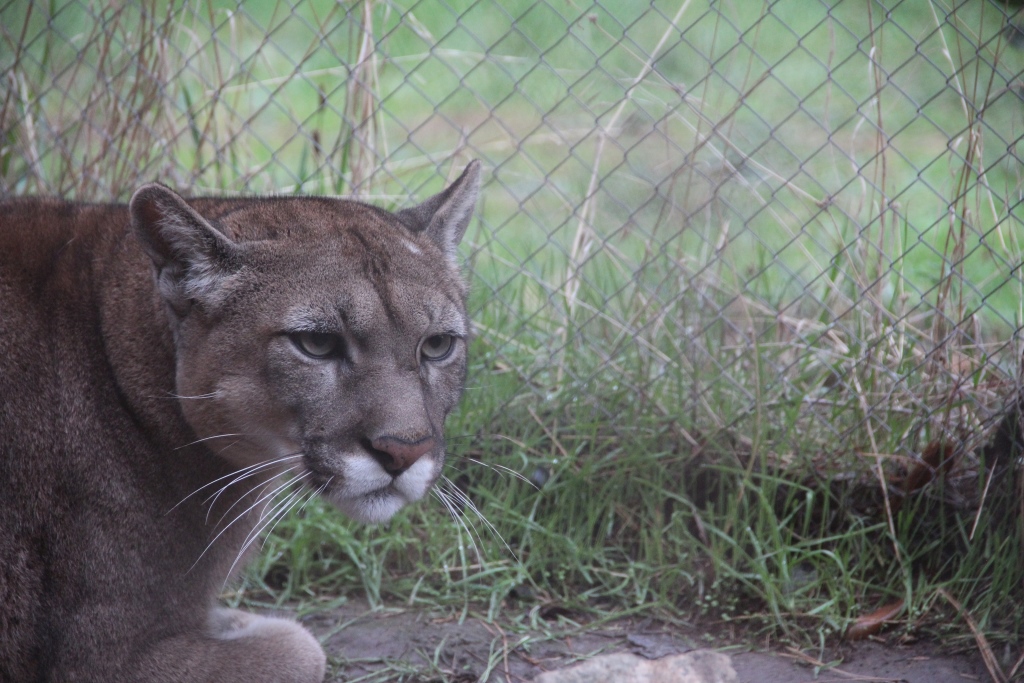 Así Surgen...: CODEFF celebra 25 años de su Centro de Rehabilitación de ...